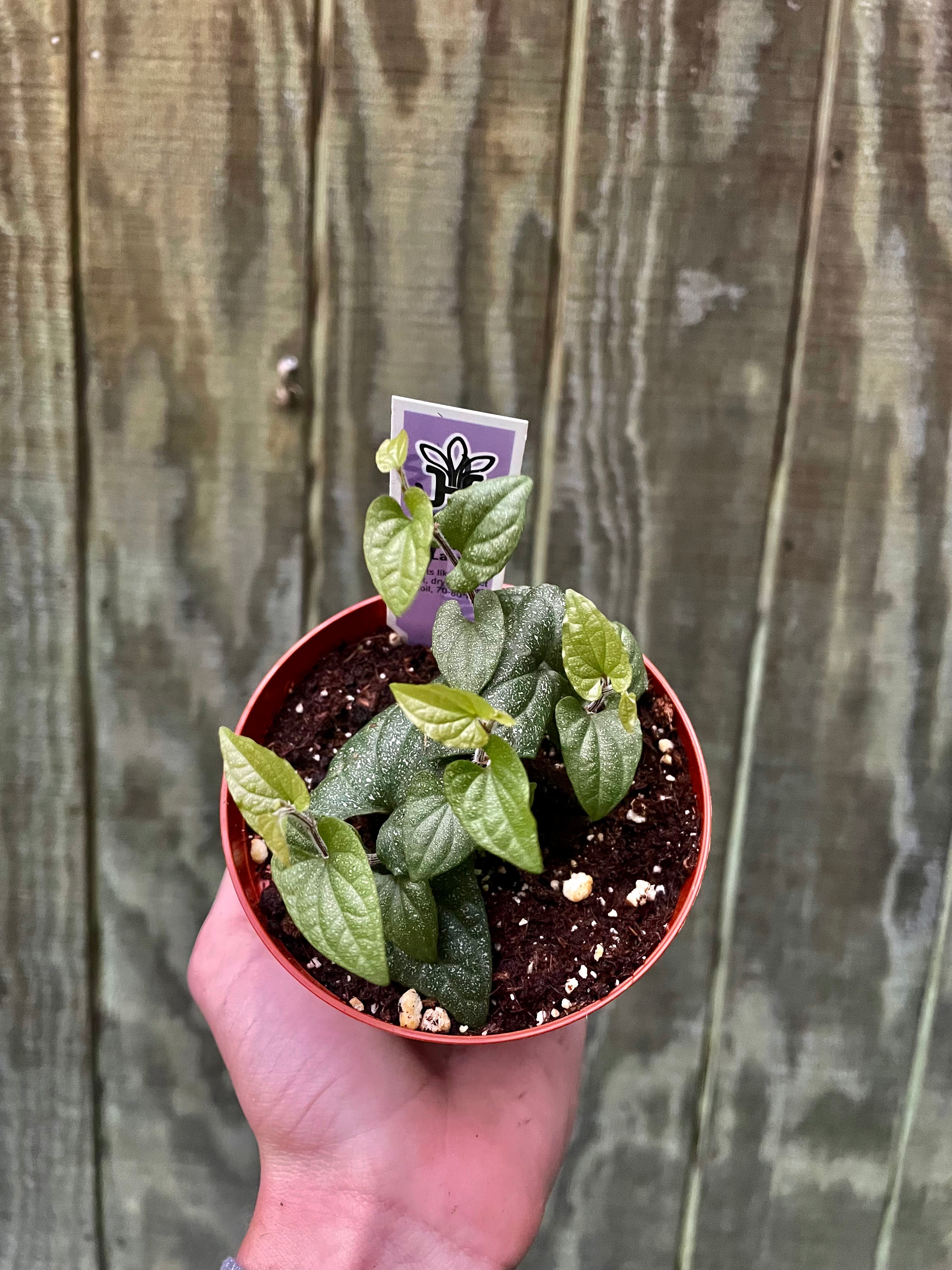 Piper ‘Silver Flecks’like