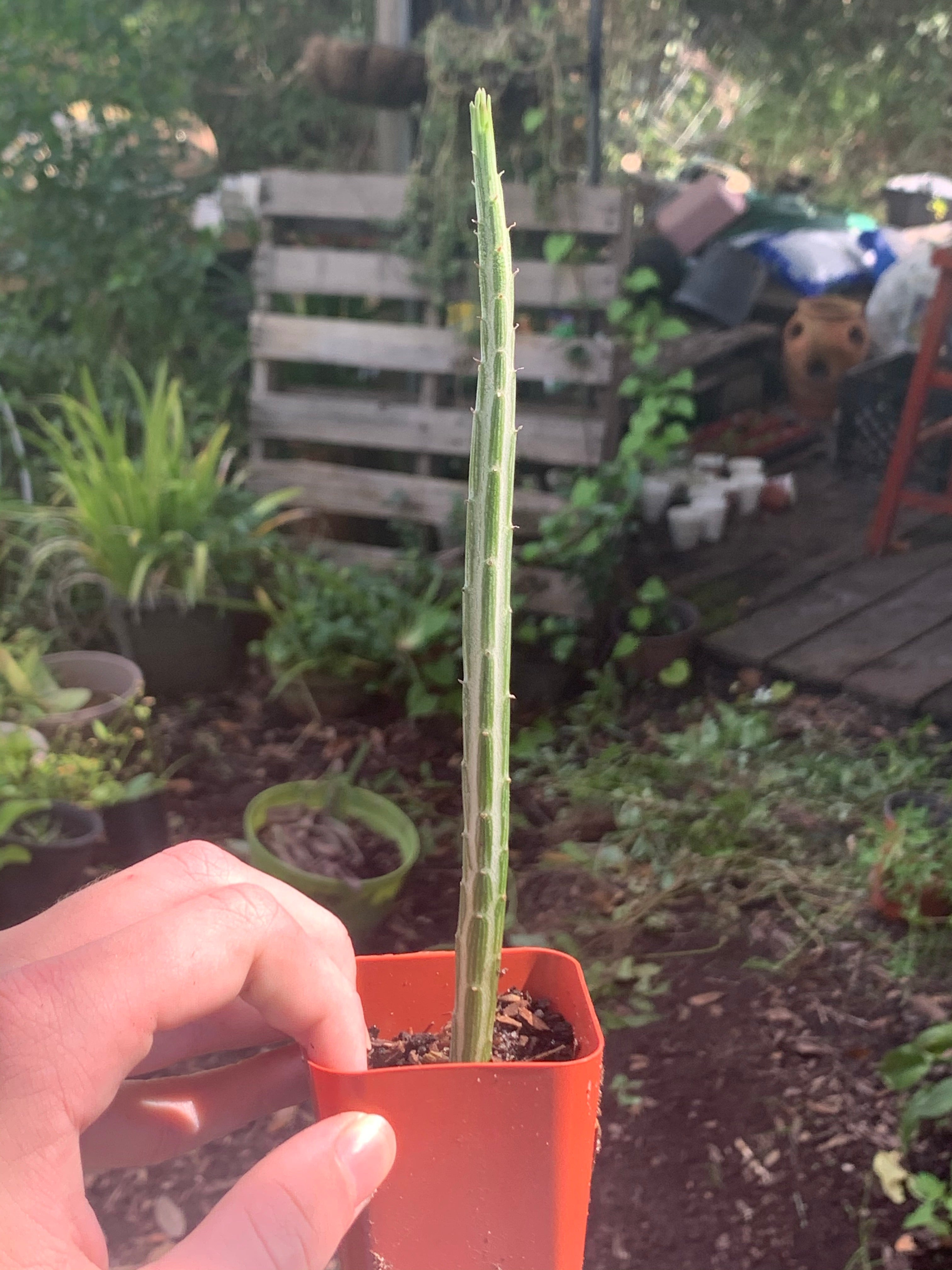 Pickle Cactus (Senecio Stapeliiformis) 3’ -Cactus