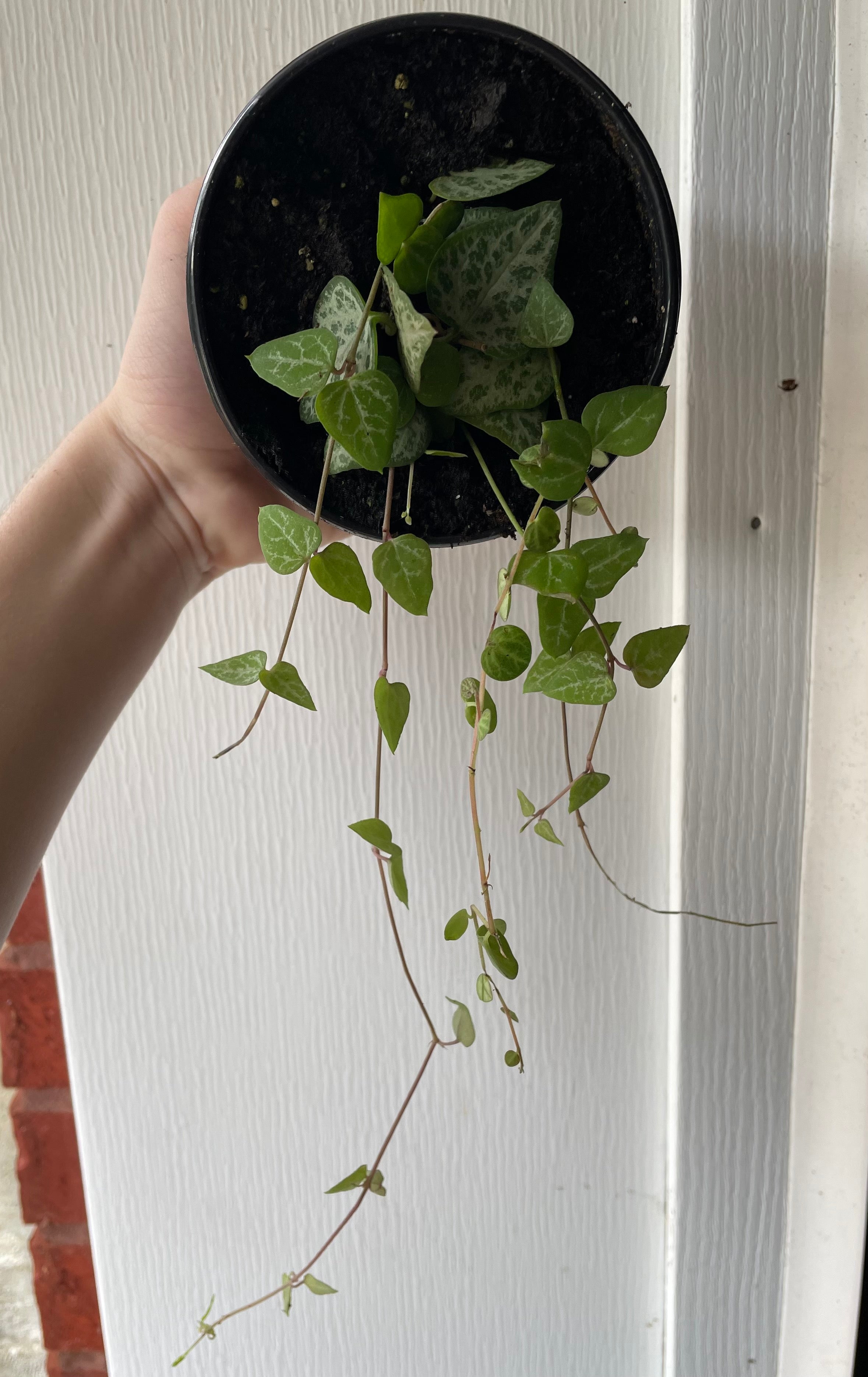 4” String Of Spades (Small) - Houseplant/ Succulent
