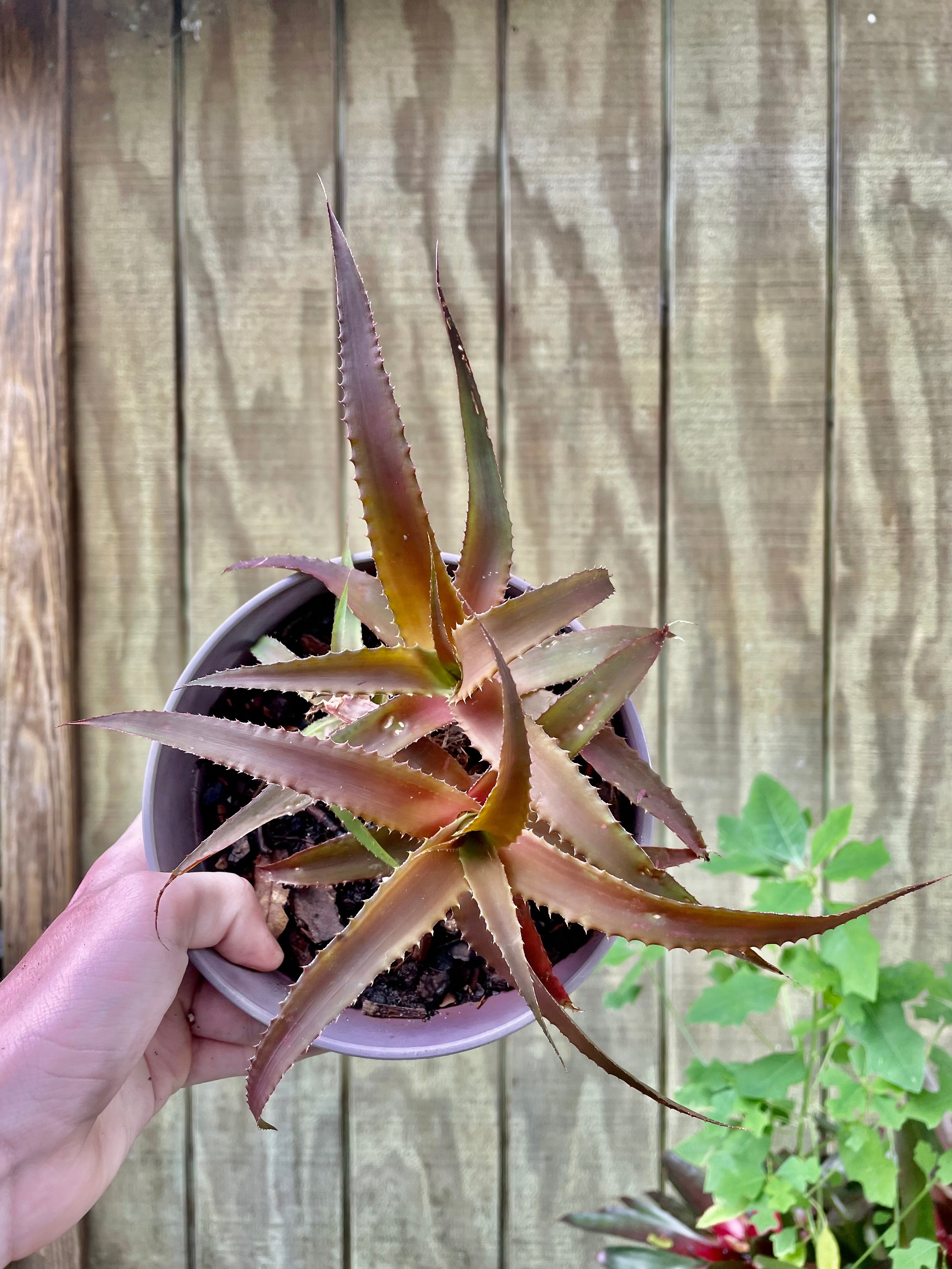 6” Red Octopus Aloe