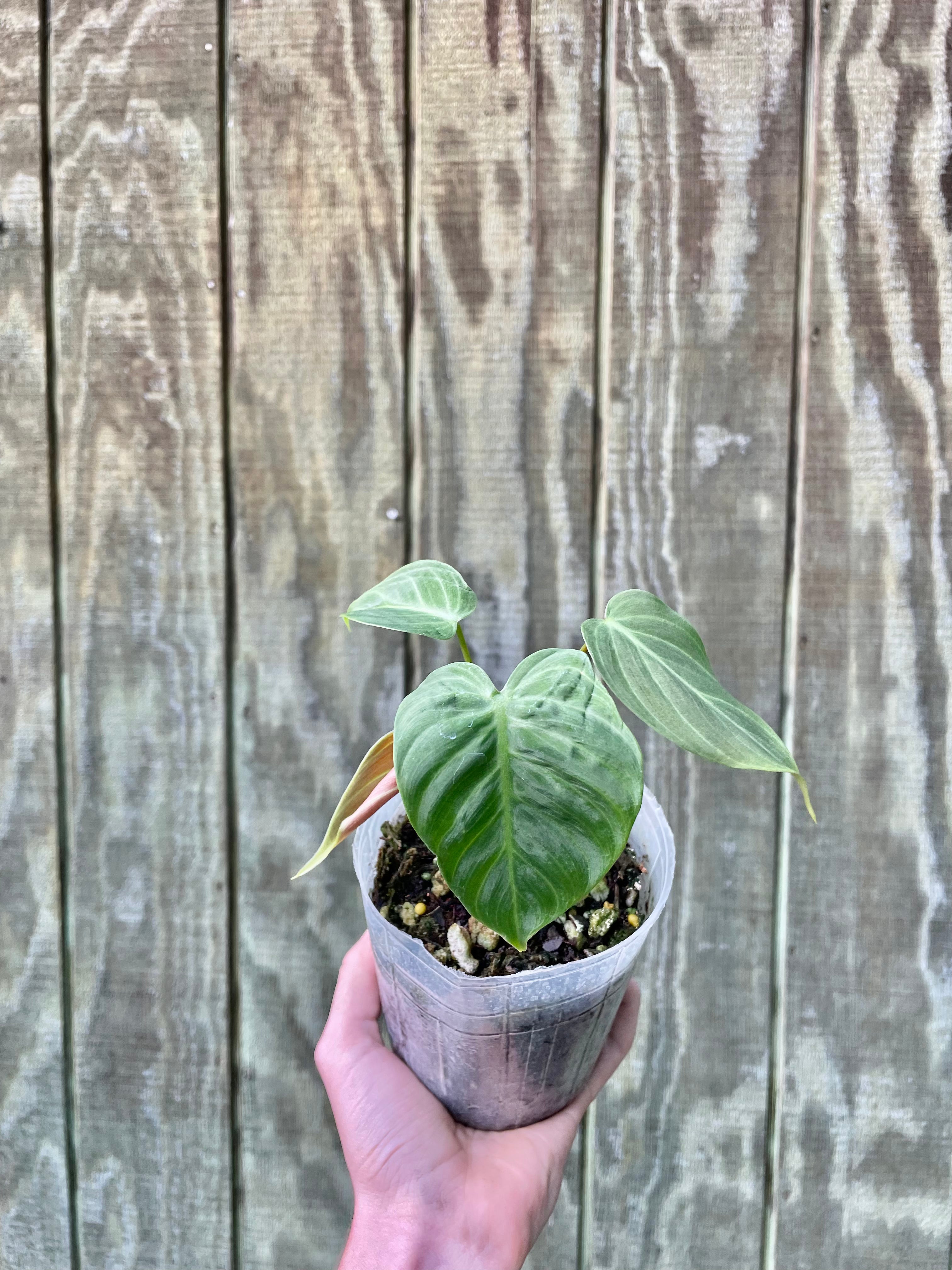 Philodendron El Choco Red