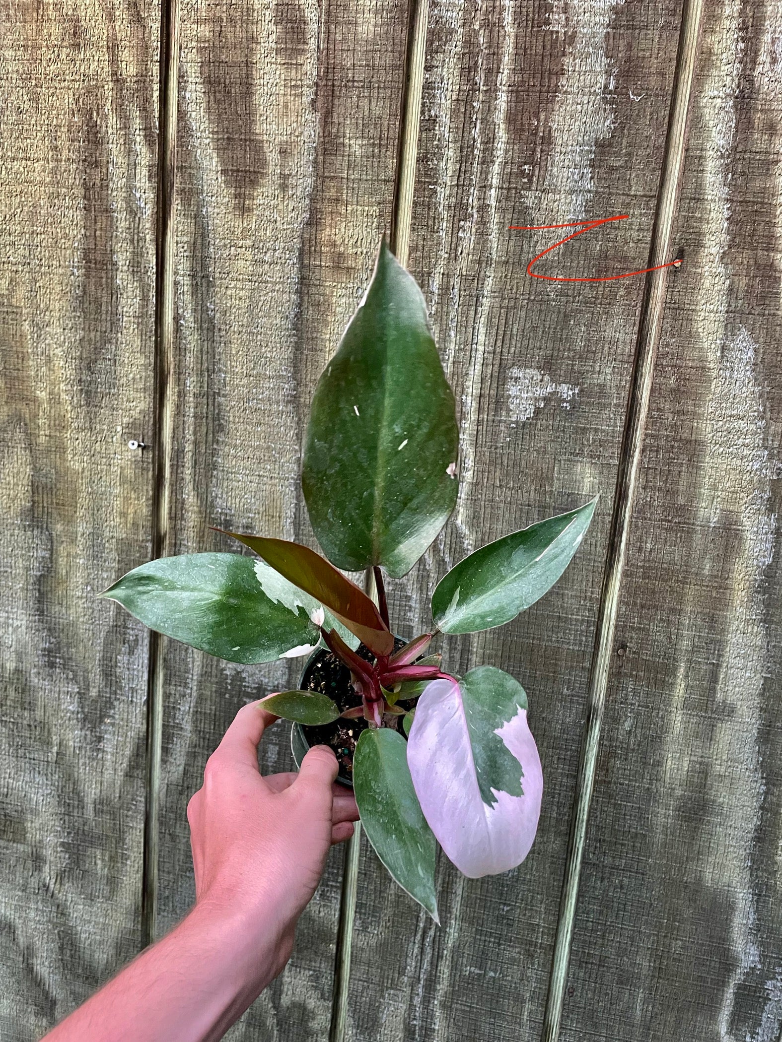 4” Pink Princess ‘Z’