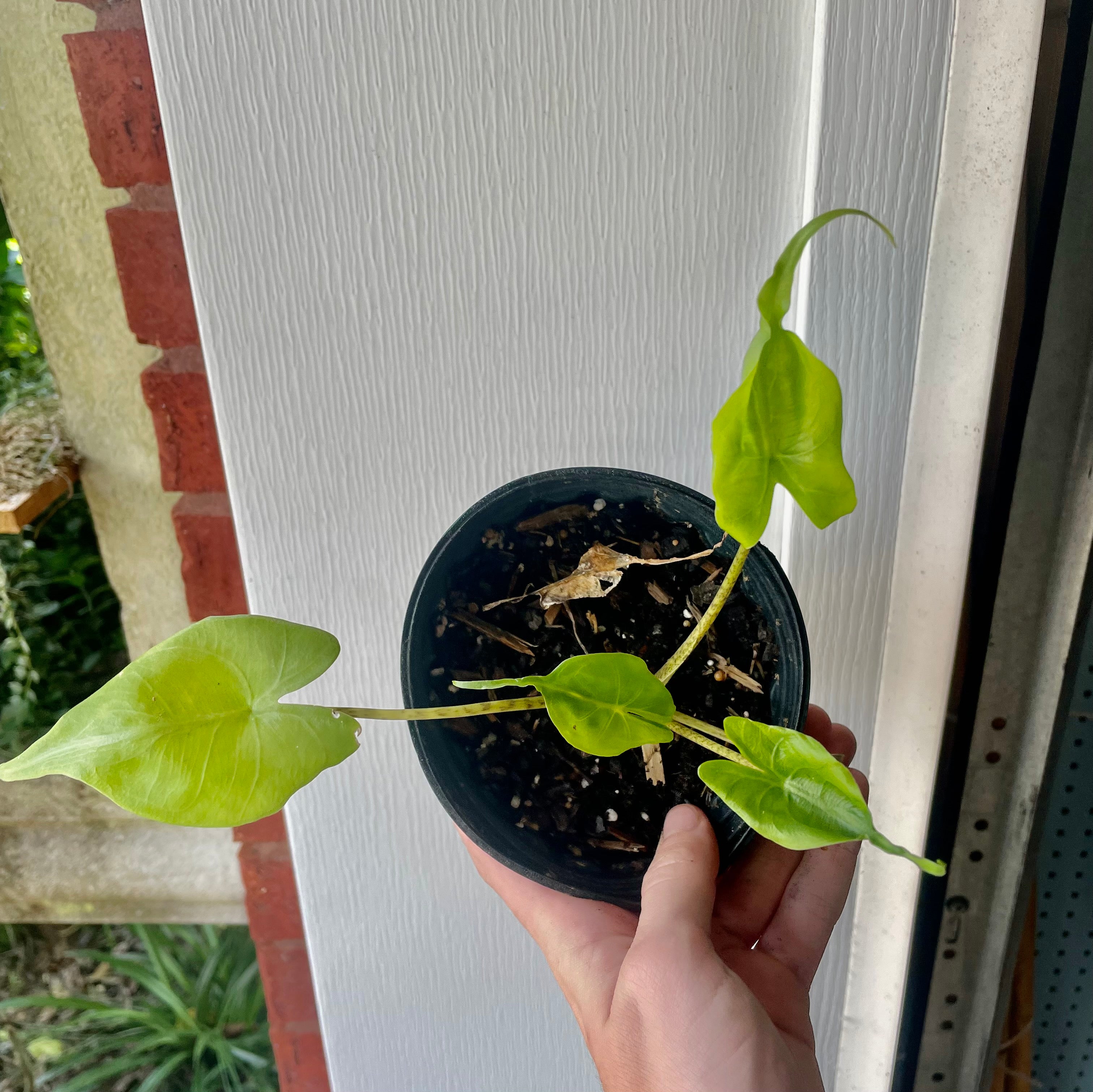 4” Alocasia Stingray