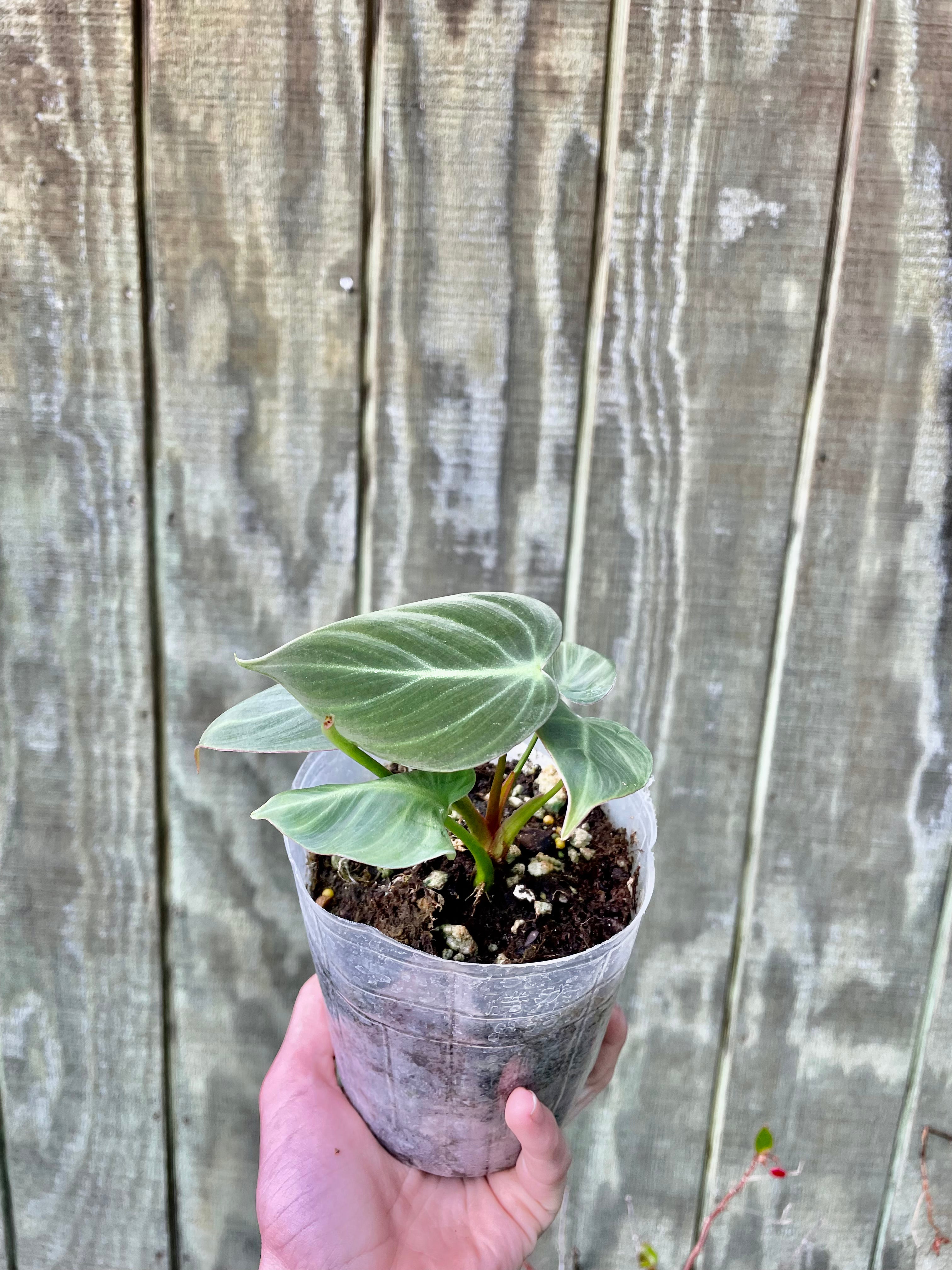 Philodendron El Choco Red