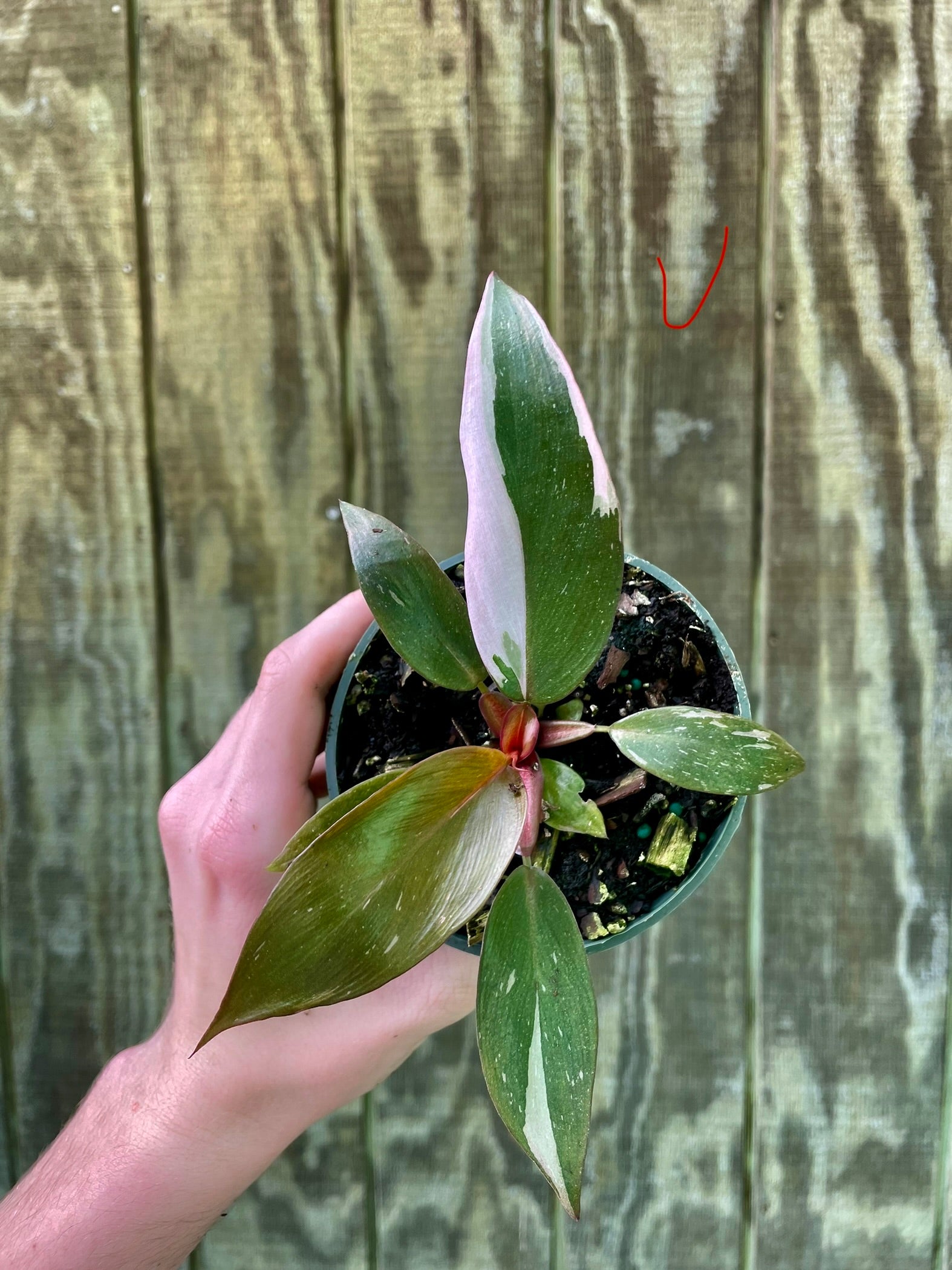 4” Pink Princess ‘U’