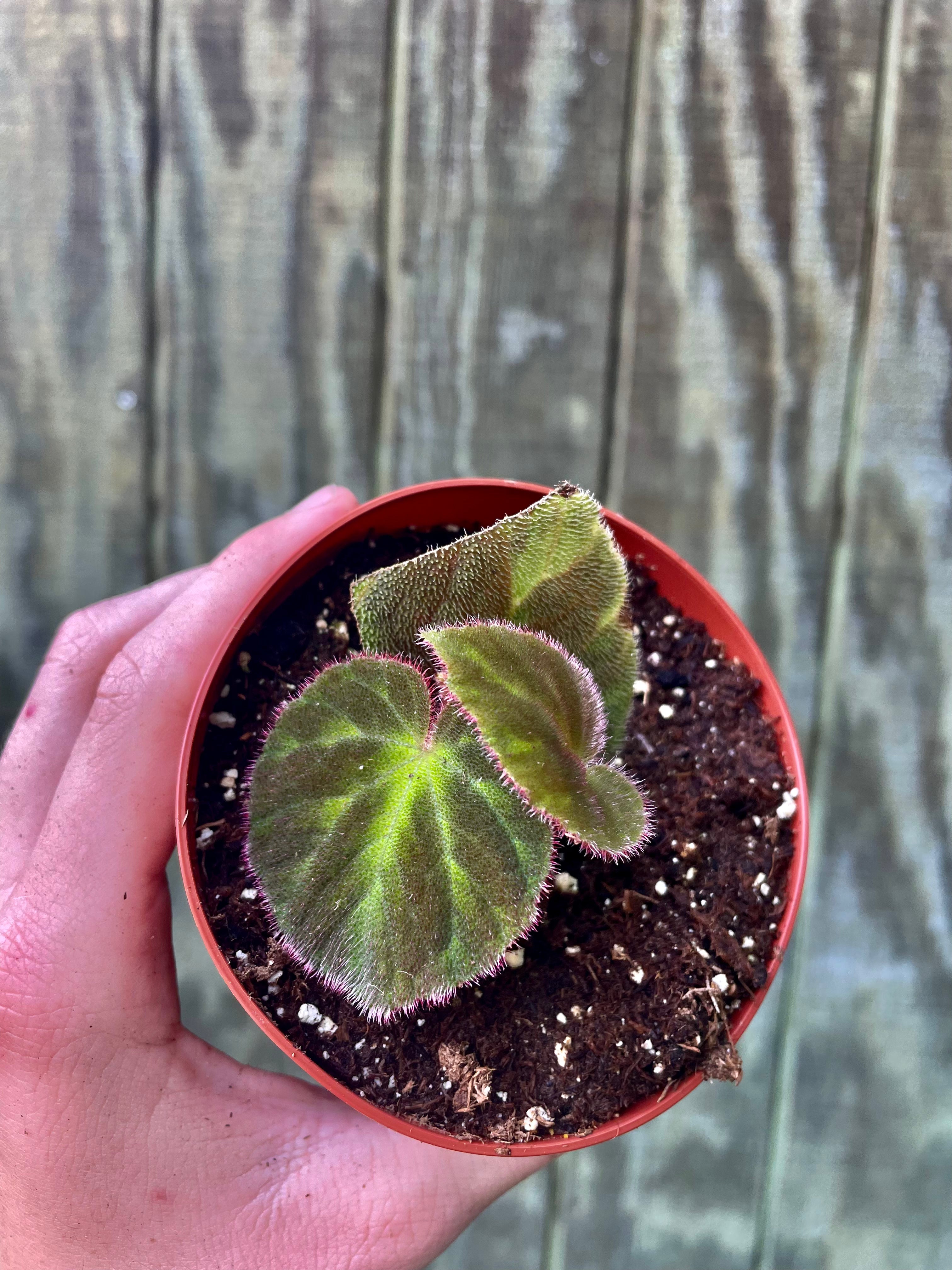 Begonia U69 (New species)