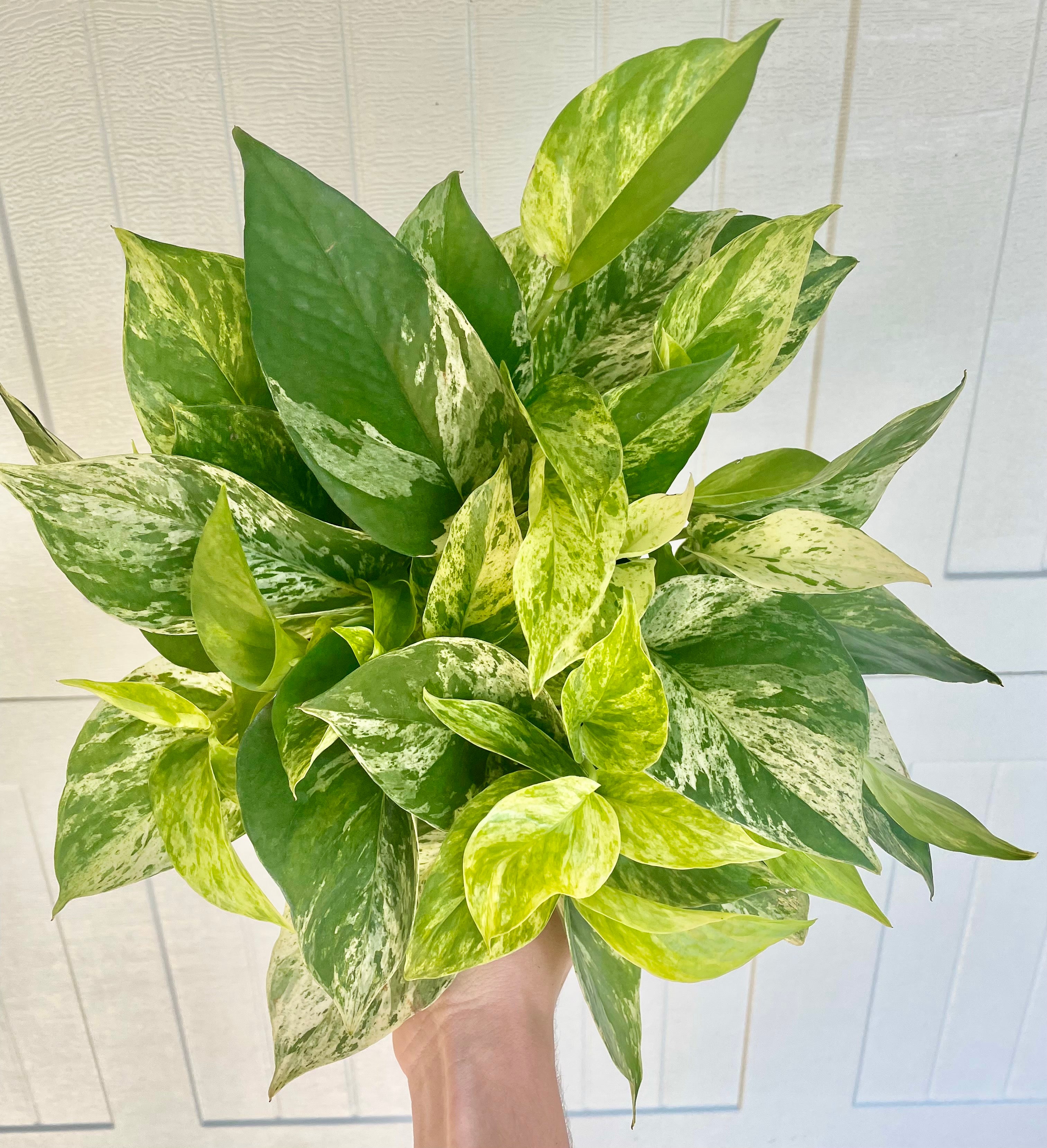 6” Marble Queen Pothos