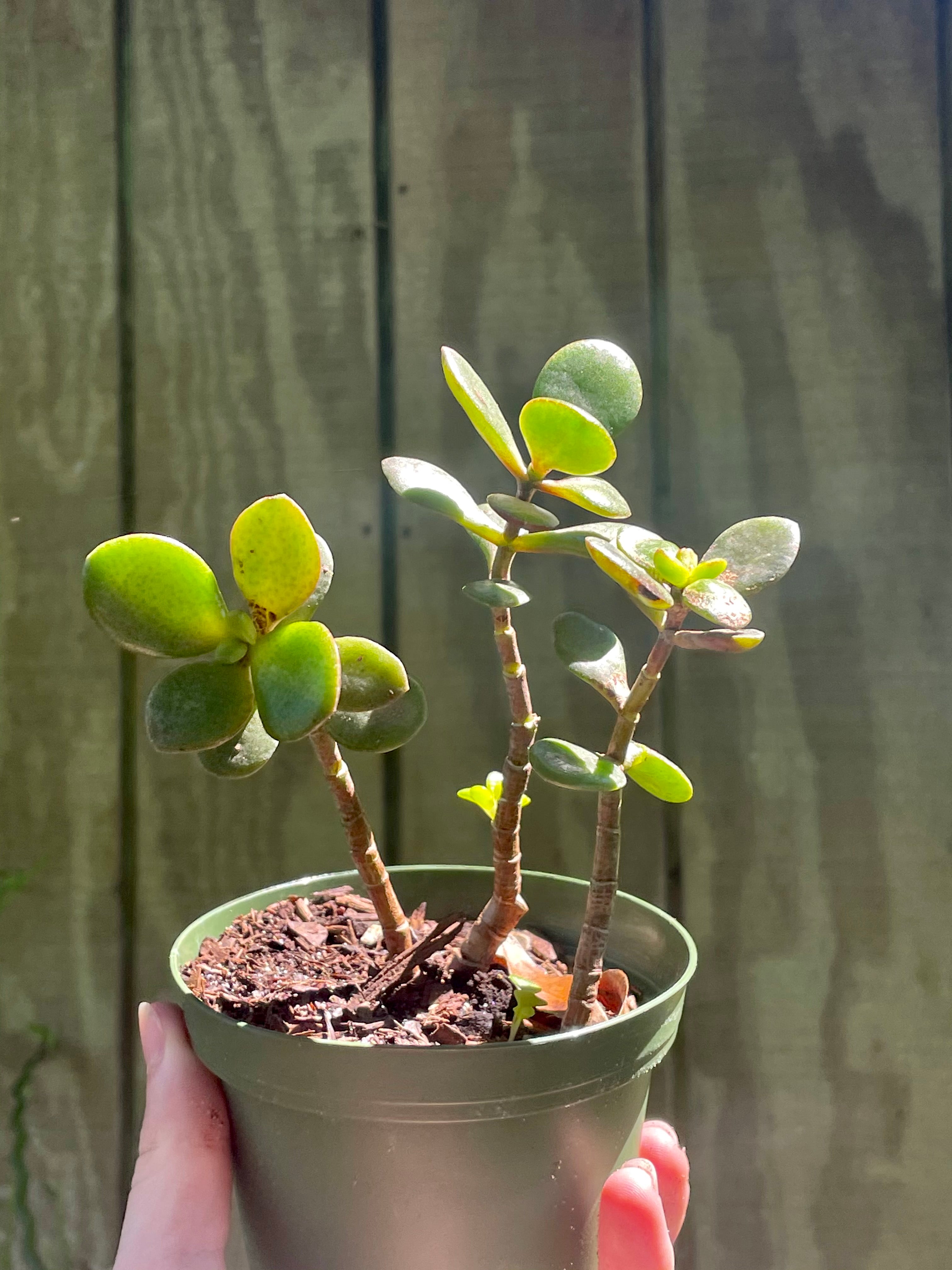 4” Jade Plant - Succulent