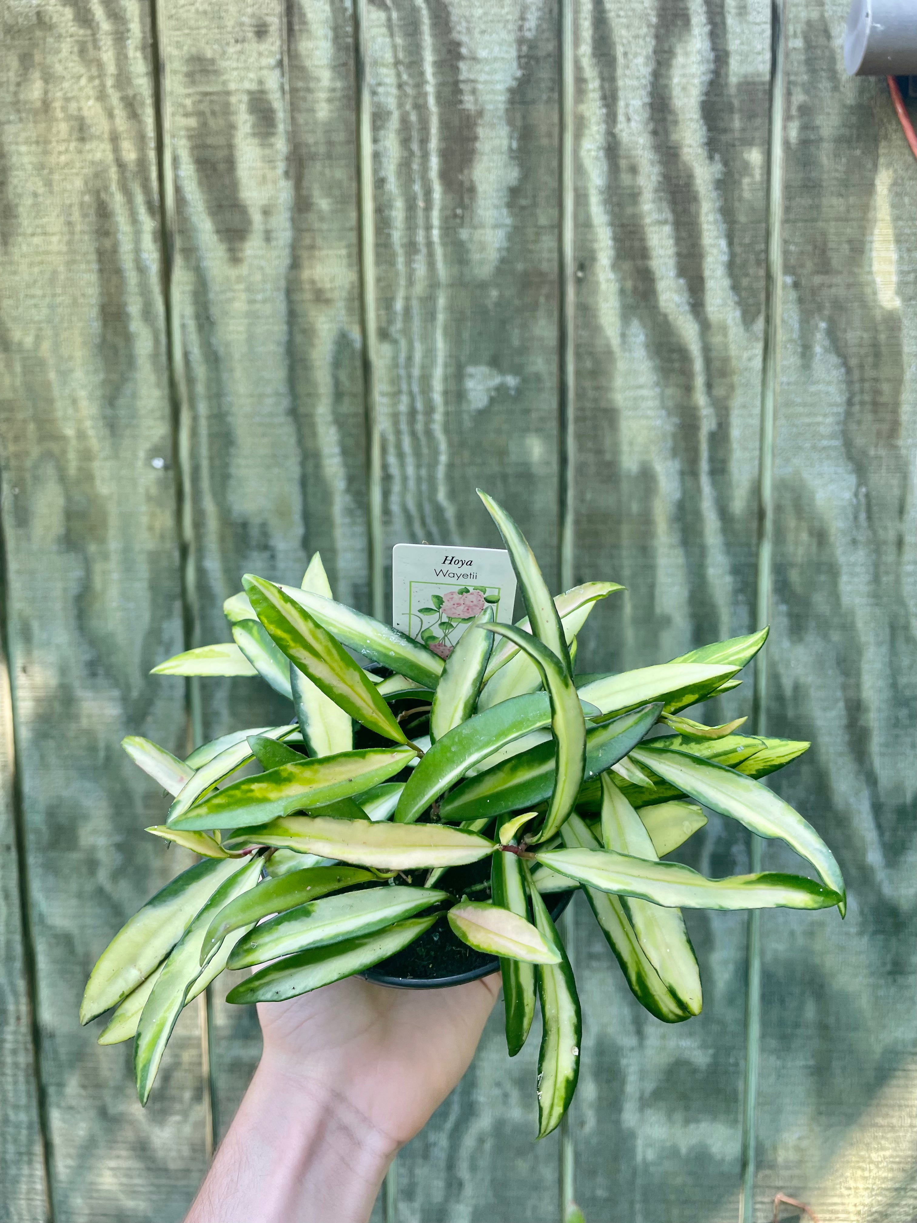 4” Hoya Wayetti Variegated