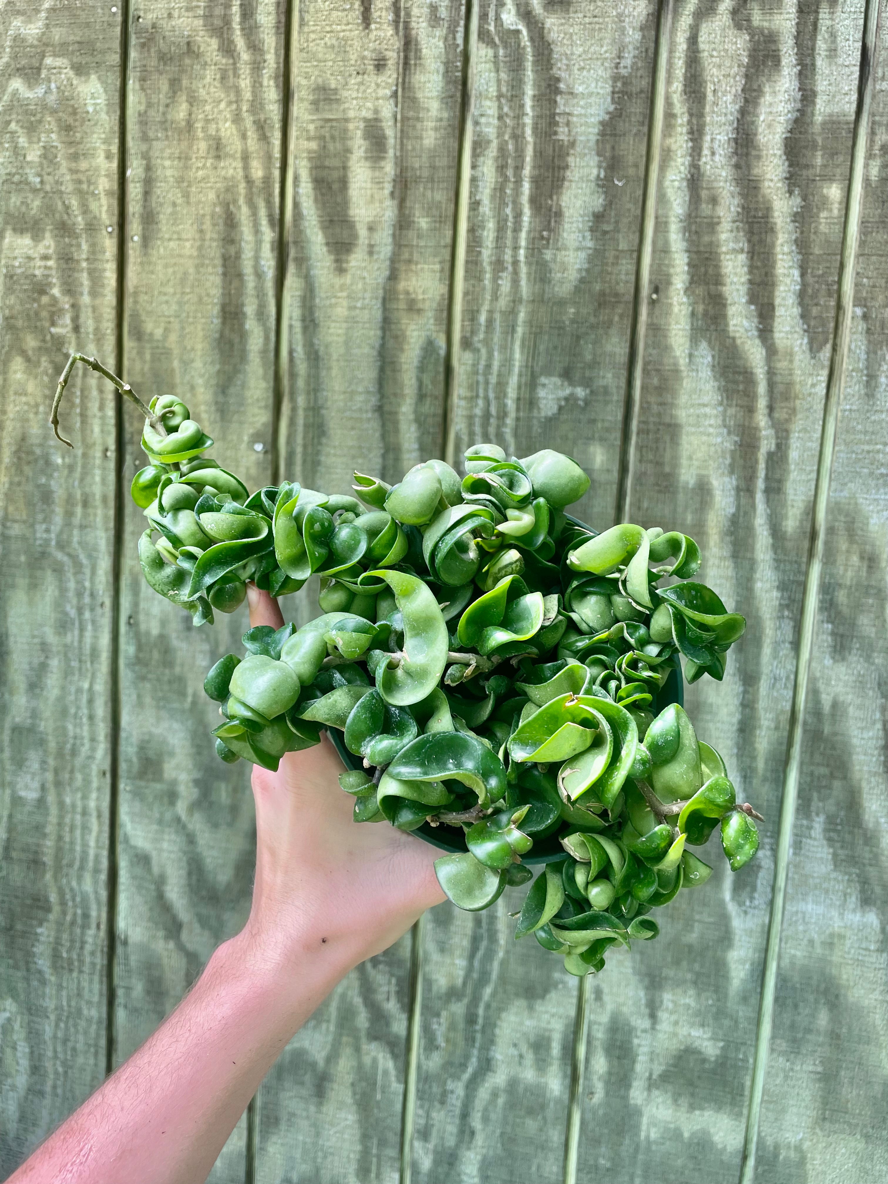 6” Hoya Compacta A