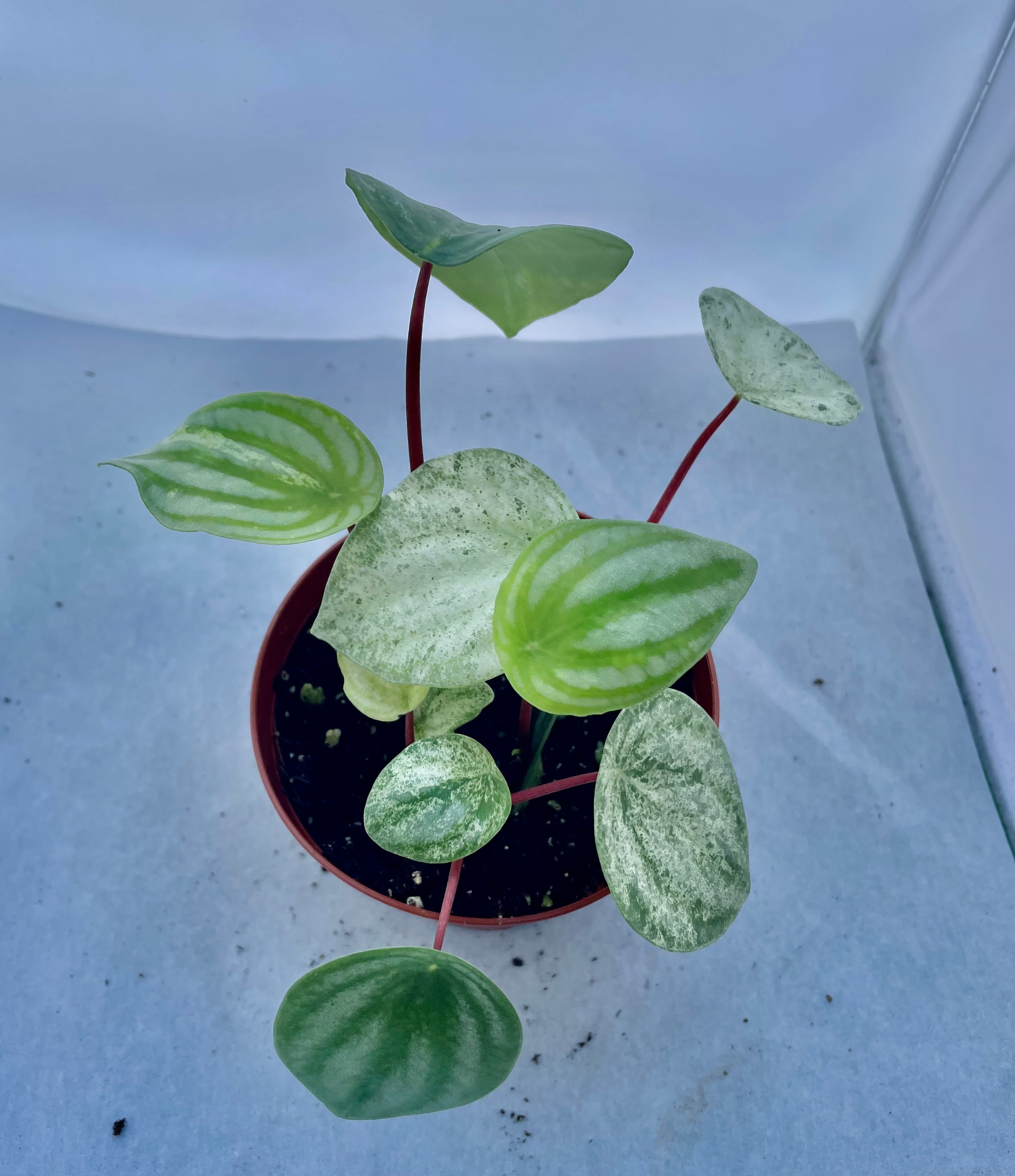 4” Variegated Watermelon Pep