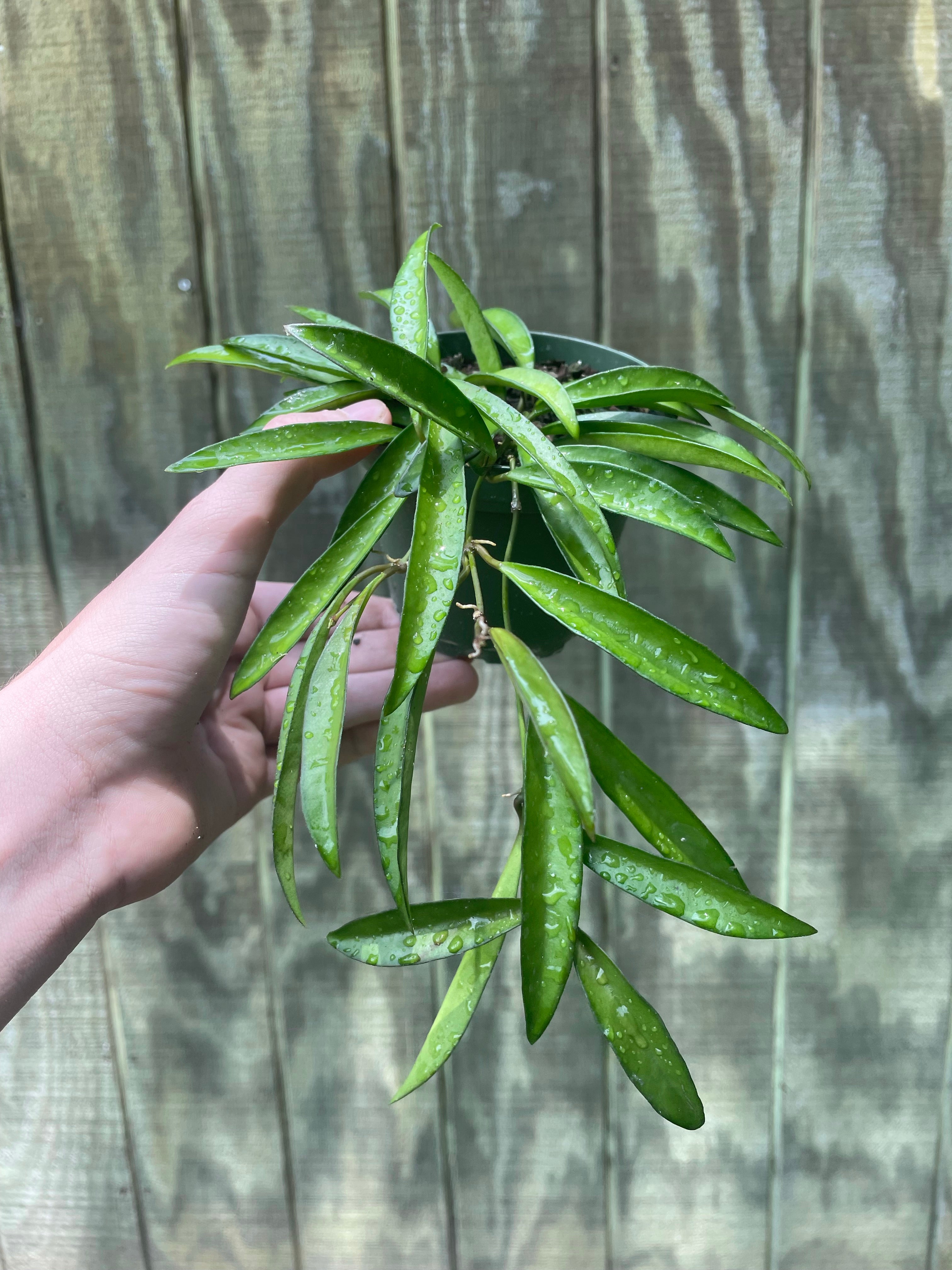 4” Hoya Wayetti - Houseplant
