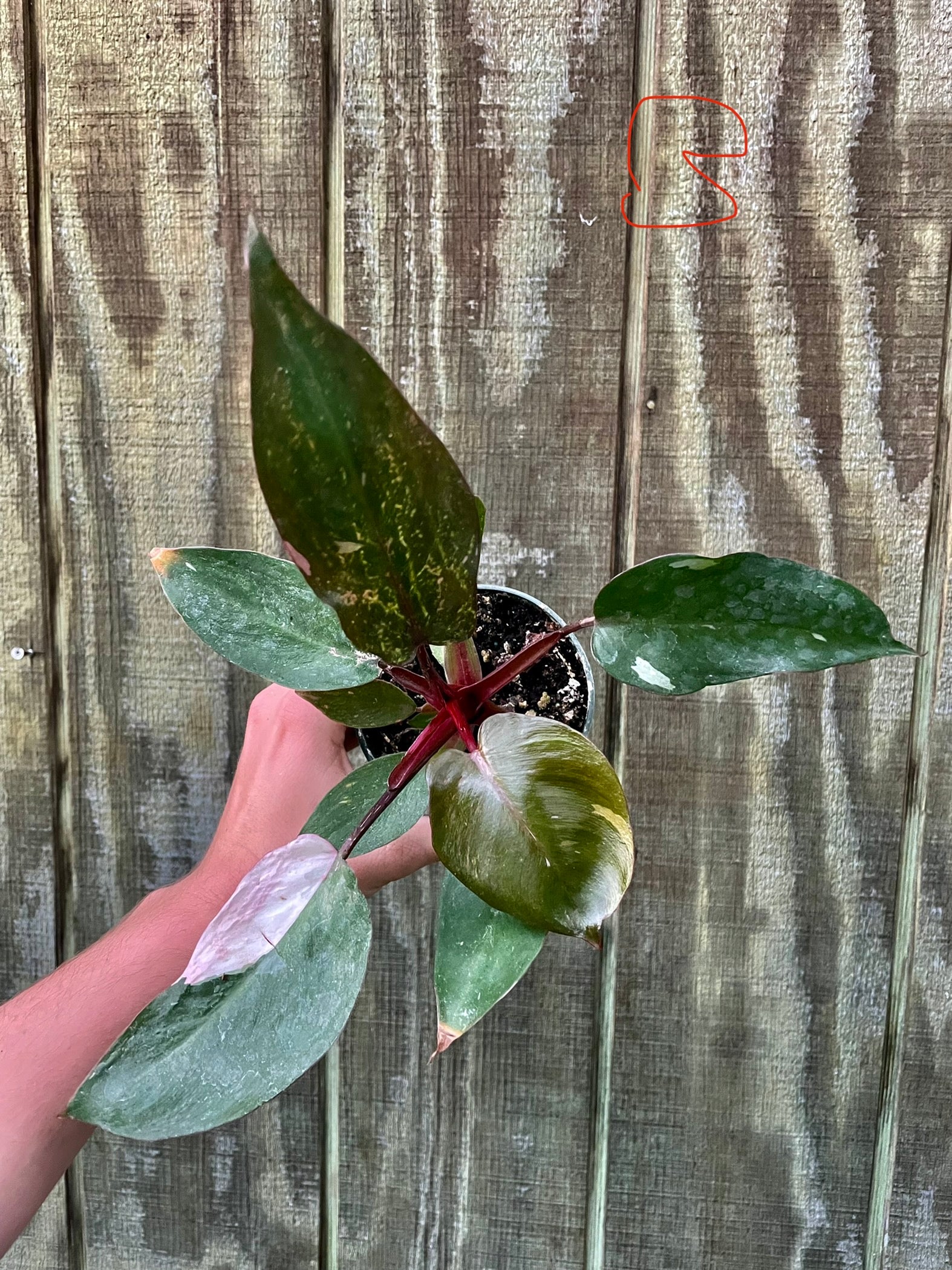 4” Pink Princess ‘B’